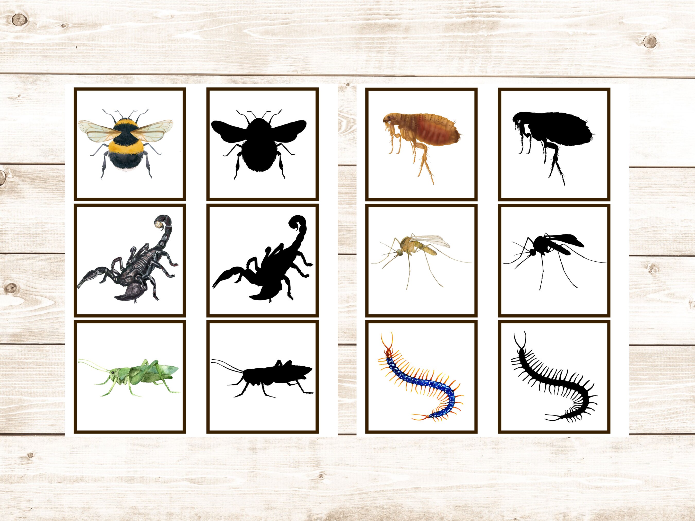 Insects Bugs Shadow Matching Cards. Montessori Toddler Printable ...
