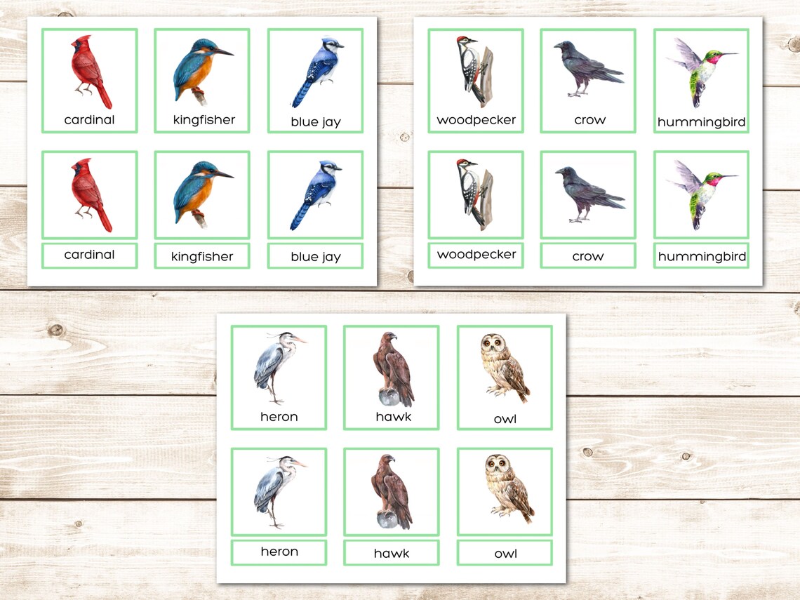Birds Montessori Printable Vocabulary 3 Part Cards. Nomenclature Cards ...