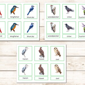Birds Montessori Printable Vocabulary 3 Part Cards. Nomenclature Cards ...