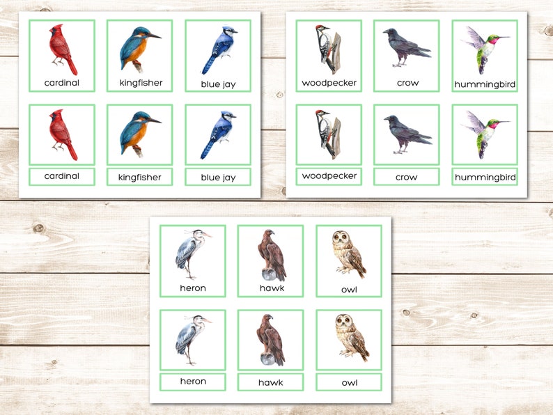 Birds Montessori Printable Vocabulary 3 Part Cards. Nomenclature Cards ...