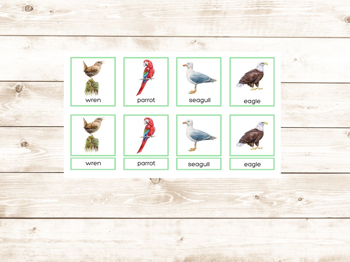 Birds Montessori Printable Vocabulary 3 Part Cards. Nomenclature Cards ...