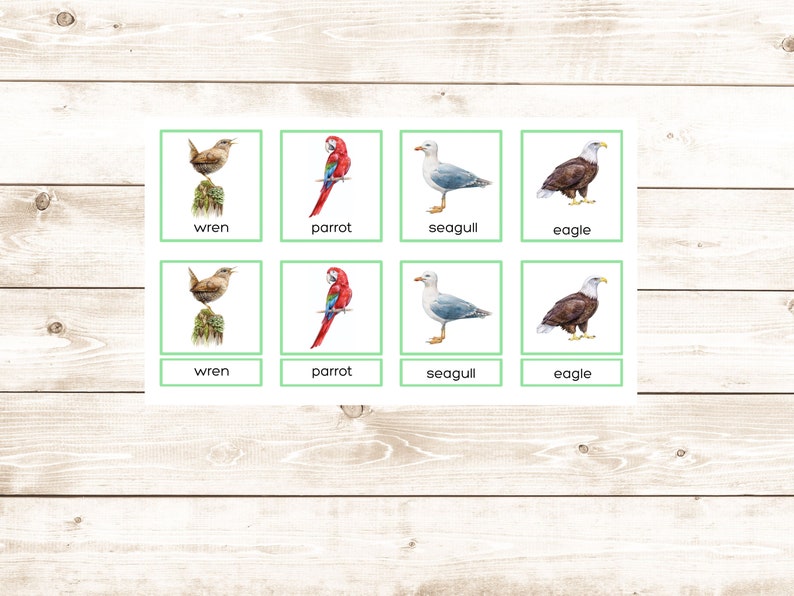 Birds Montessori Printable Vocabulary 3 Part Cards. Nomenclature Cards ...