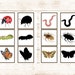 Insects Bugs Shadow Matching Cards. Montessori Toddler Printable ...