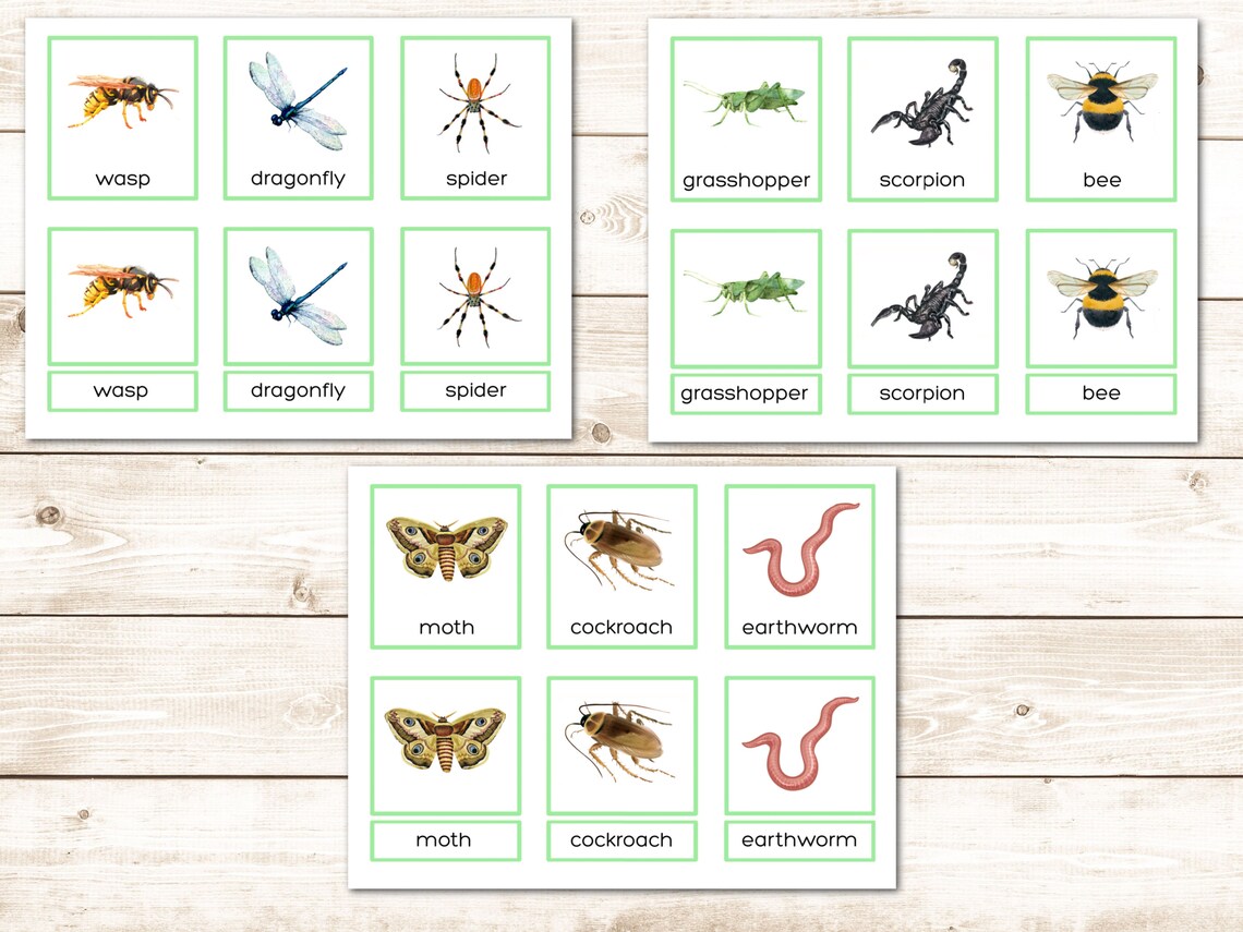Insects and Spider Montessori Printable Vocabulary 3 Part Cards ...