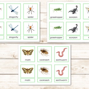 Insects and Spider Montessori Printable Vocabulary 3 Part Cards ...