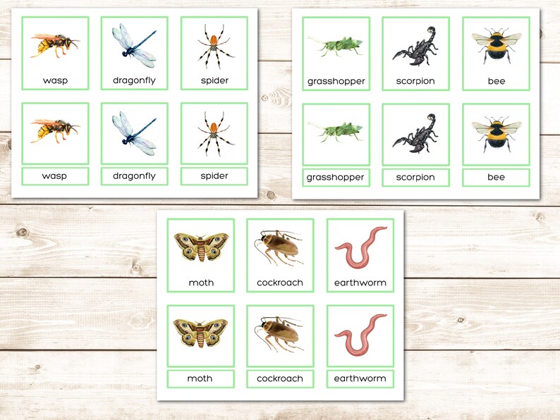 Insects and Spider Montessori Printable Vocabulary 3 Part Cards ...