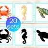 Insects Bugs Shadow Matching Cards. Montessori Toddler Printable ...