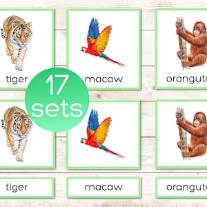 Rainforest Montessori Printable Vocabulary 3 Part Cards Flash Cards ...