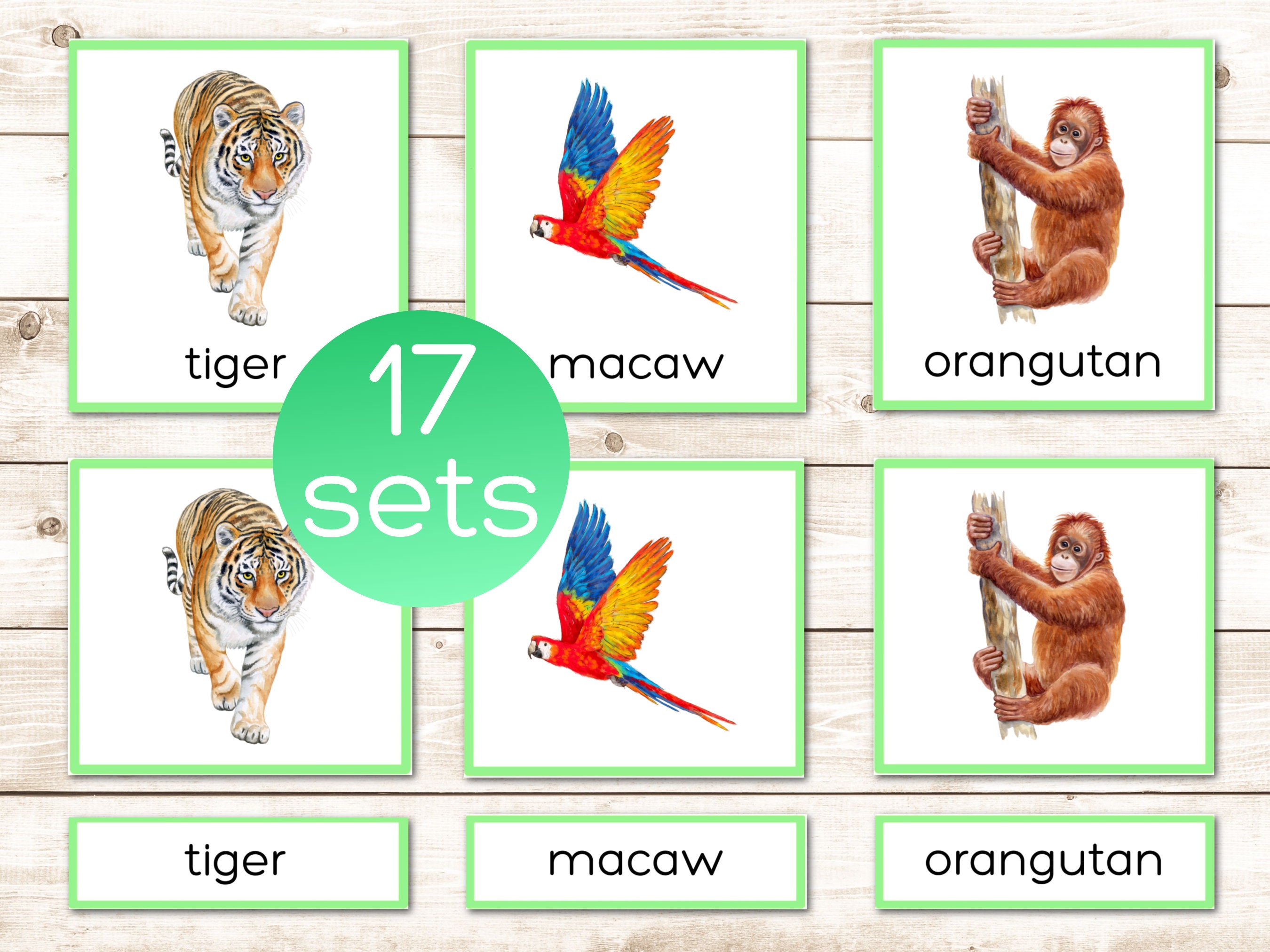 Rainforest Montessori Printable Vocabulary 3 Part Cards Flash Cards ...