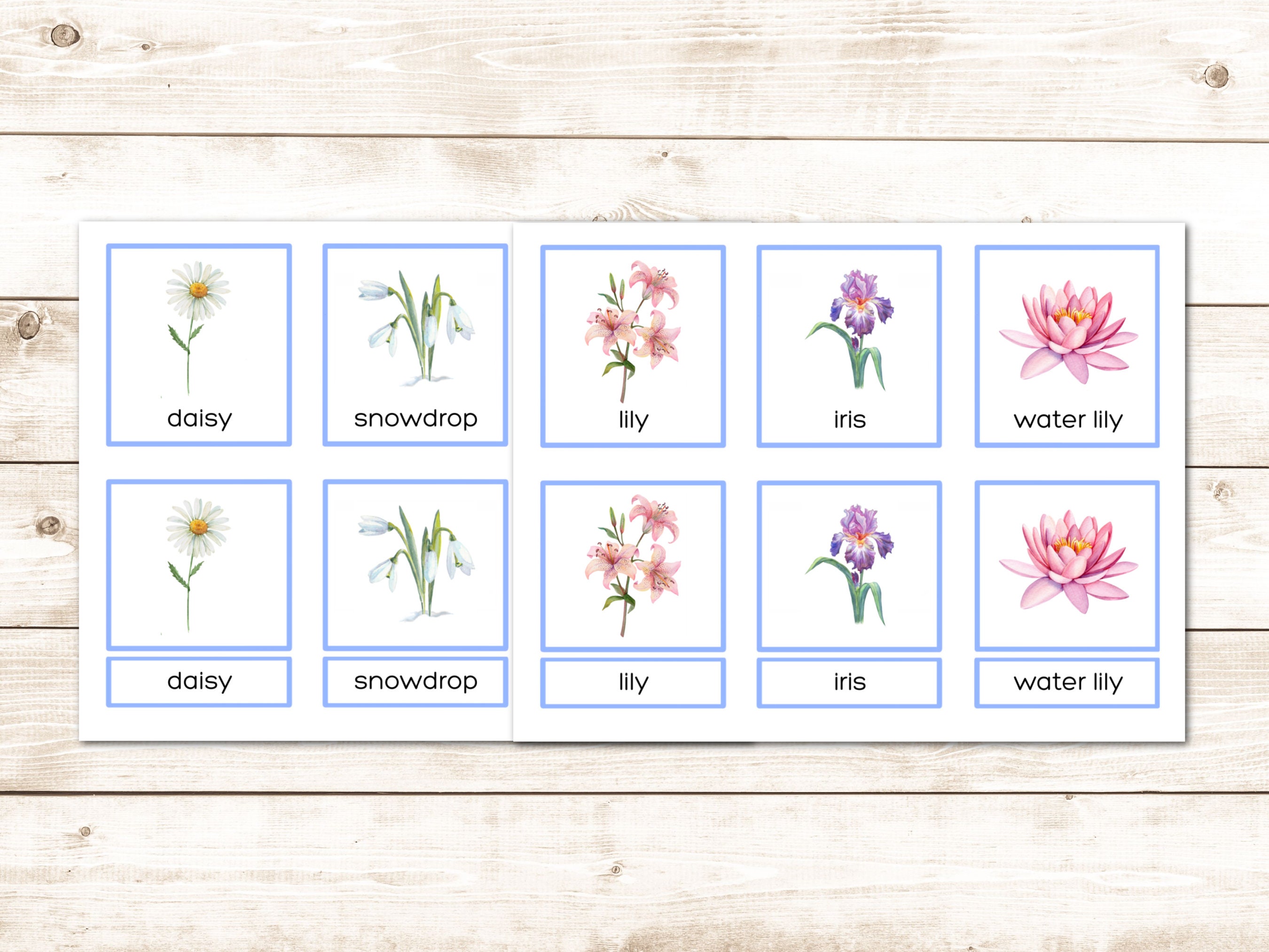 Flowers Montessori Printable Vocabulary 3 Part Cards. Nomenclature ...