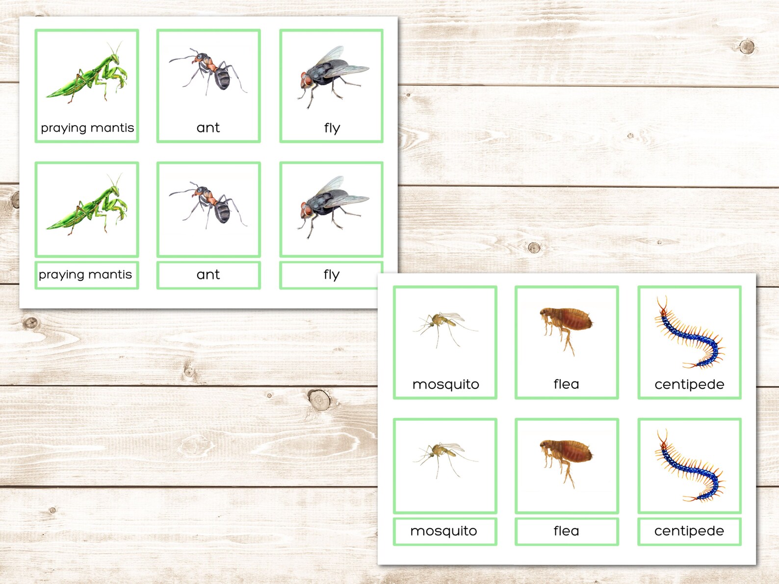 Insects and Spider Montessori Printable Vocabulary 3 Part Cards ...