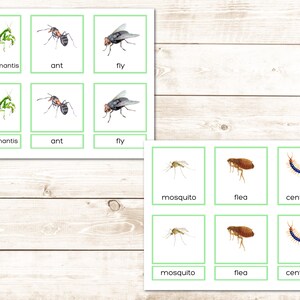 Insects and Spider Montessori Printable Vocabulary 3 Part Cards ...