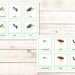 Insects and Spider Montessori Printable Vocabulary 3 Part Cards ...