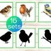 Bird Montessori Count & Clip Cards. Preschool and Kindergarten Math ...