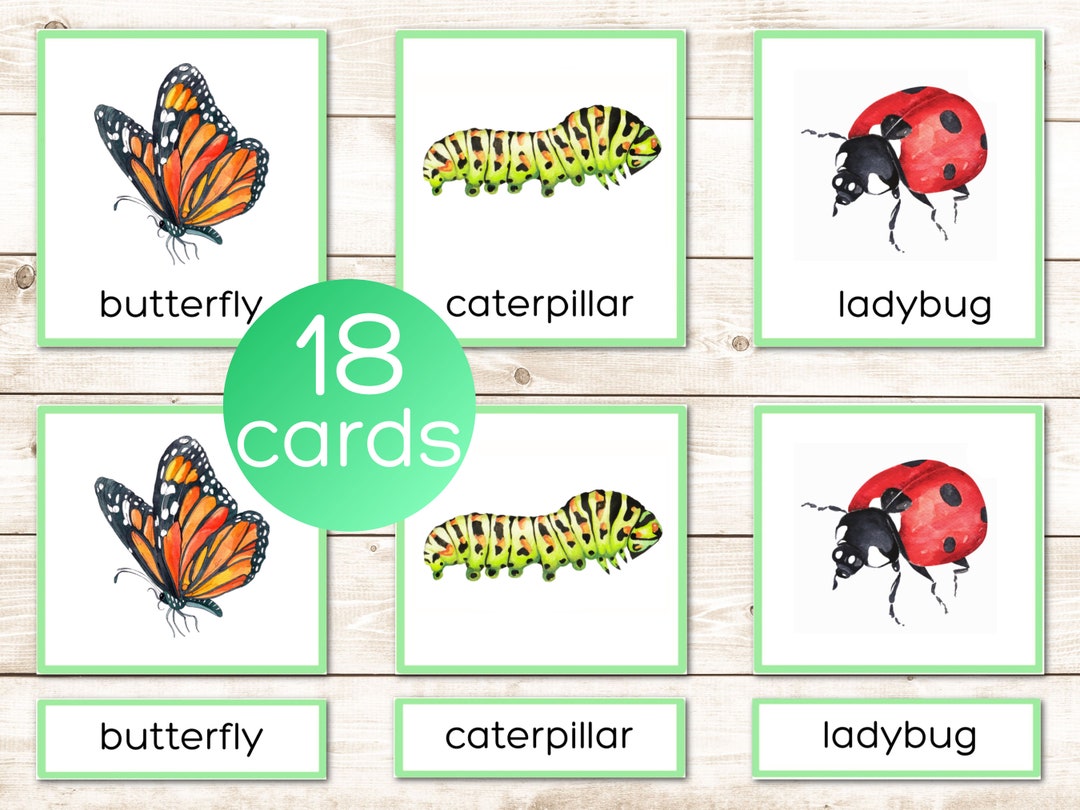 Insects and Spider Montessori Printable Vocabulary 3 Part Cards ...