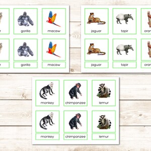 Rainforest Montessori Printable Vocabulary 3 Part Cards Flash Cards ...