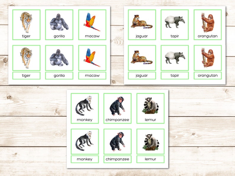 Rainforest Montessori Printable Vocabulary 3 Part Cards Flash Cards ...