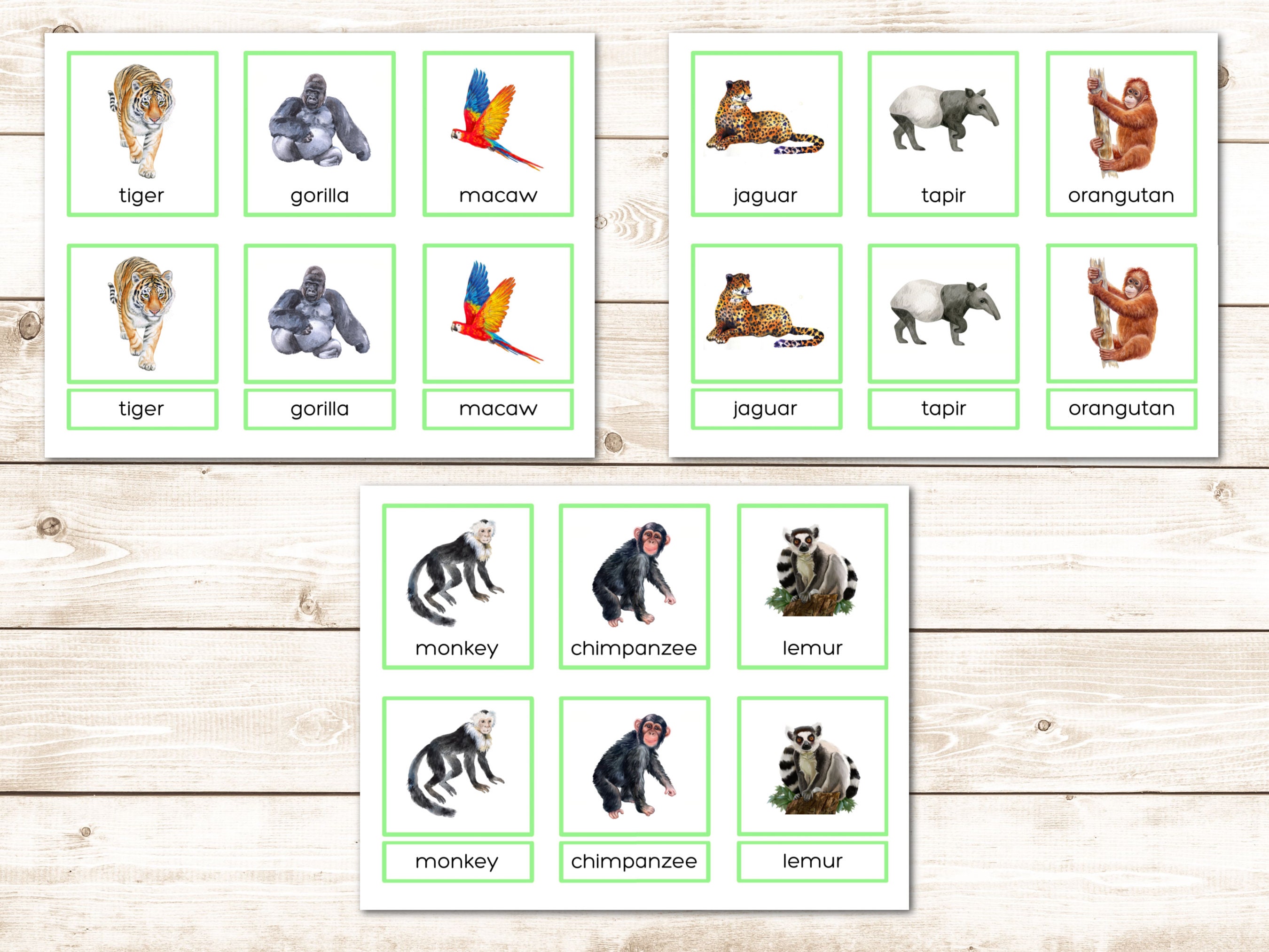 Rainforest Montessori Printable Vocabulary 3 Part Cards Flash Cards ...