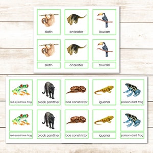Rainforest Montessori Printable Vocabulary 3 Part Cards Flash Cards ...