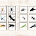 Insects Bugs Shadow Matching Cards. Montessori Toddler Printable ...