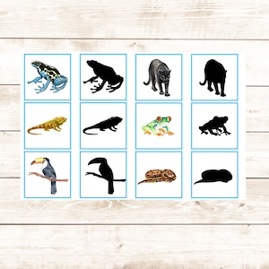 Rainforest Montessori Shadow Matching Cards. Toddler Animal Activity ...