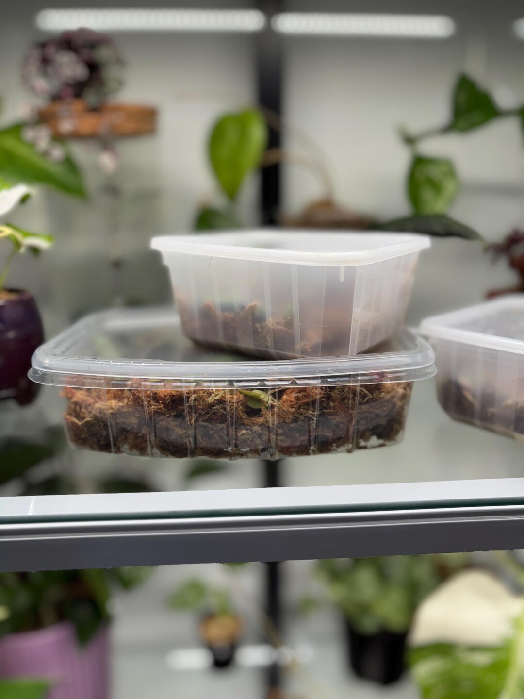 Plants! Mini Prop Box! Plant Propagation Box! - Etsy