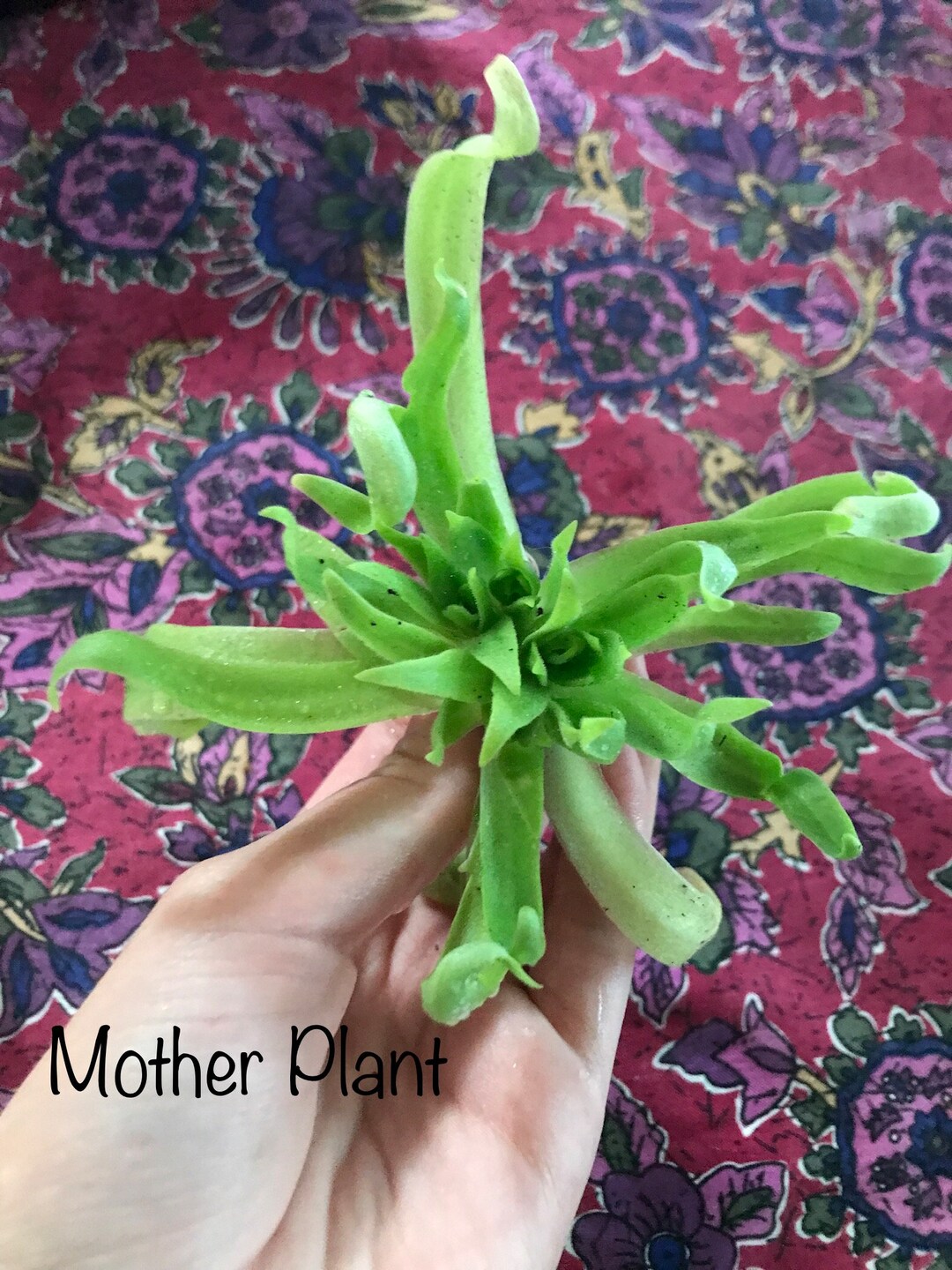 Pinguicula/live Plants/pings/carnivorous Plants/baby Pings/butterwort ...