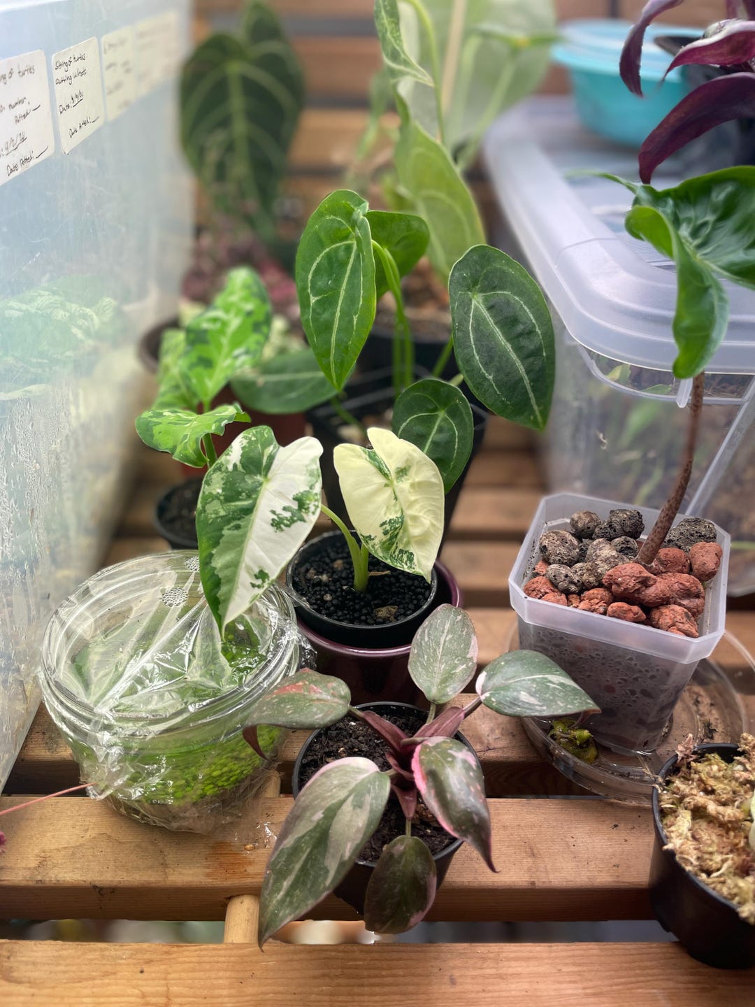 Mystery Plant Cuttings NOID Plant Cuttings Mystery Box Suprise Rare ...