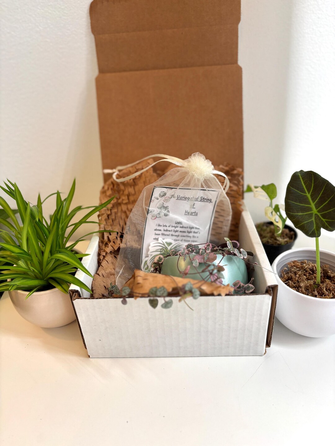 Friendship Gift Box/ Plant Gift Box/ Plant Lover Gift Box/ - Etsy