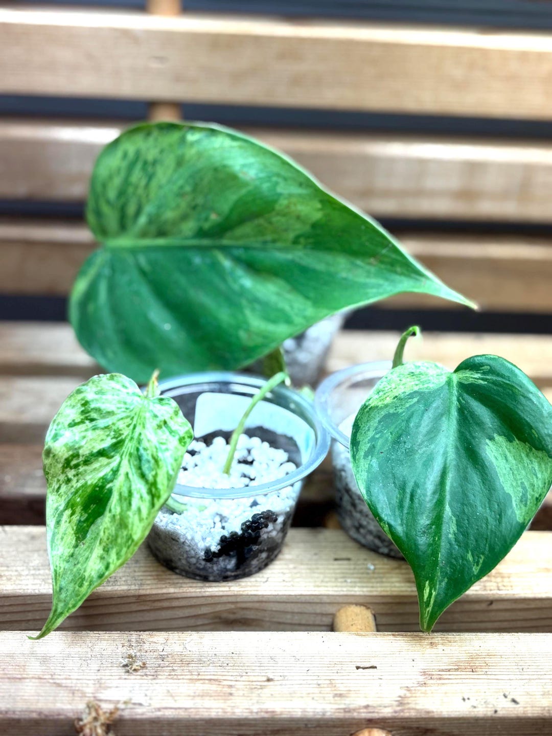 Variegated Heartleaf Philodendron! Super Cool, Unique, High Variegated ...
