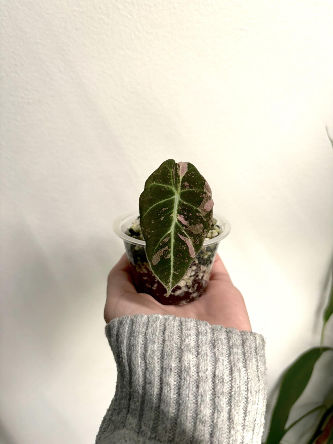 Variegated Alocasia Black Velvet Pink! EXACT PLANT! Tc Black Velvet ...