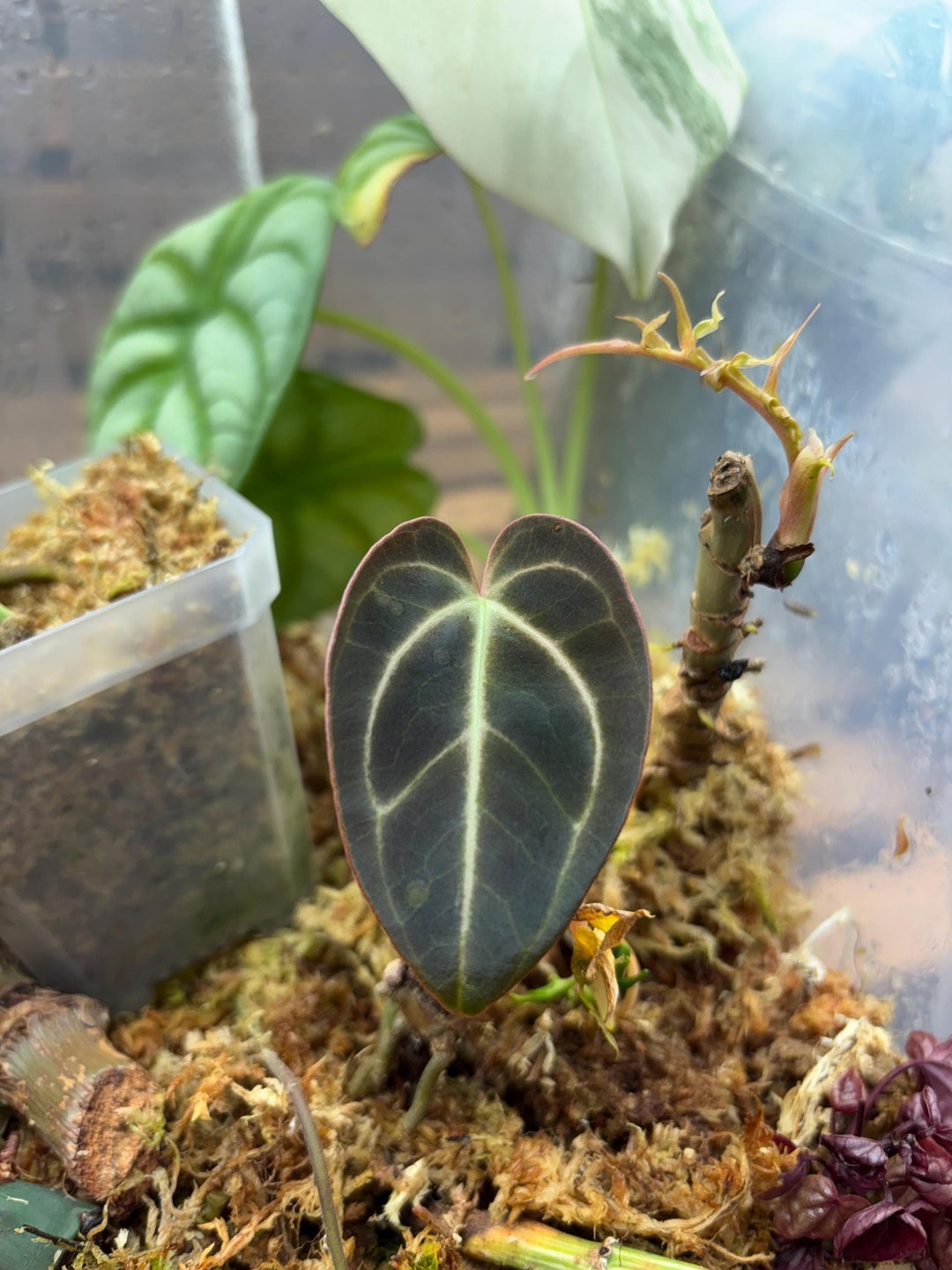 Mystery RARE and UNCOMMON Plant Bundle Suprise Plants and Cuttings ...