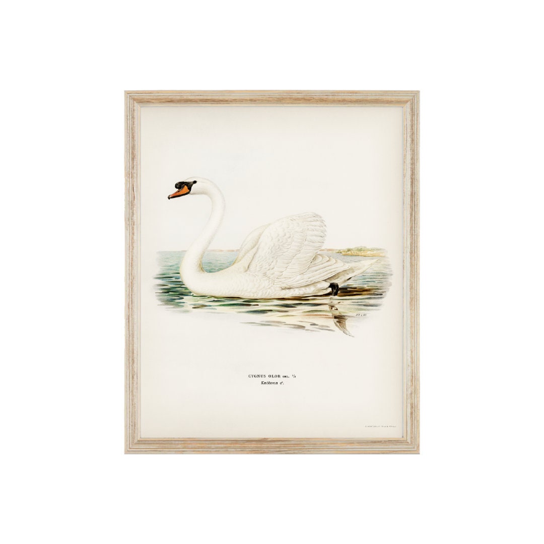 Swan Print |DIGITAL ART | Vintage Print | PRINTABLE - Etsy