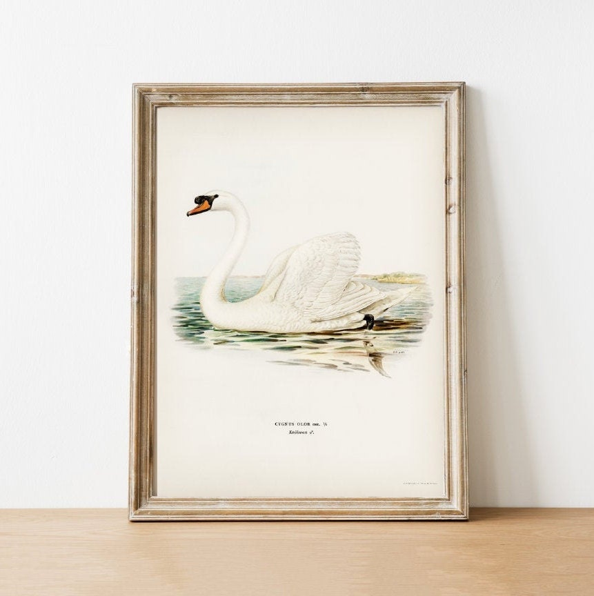 Swan Print DIGITAL ART Vintage Print PRINTABLE - Etsy