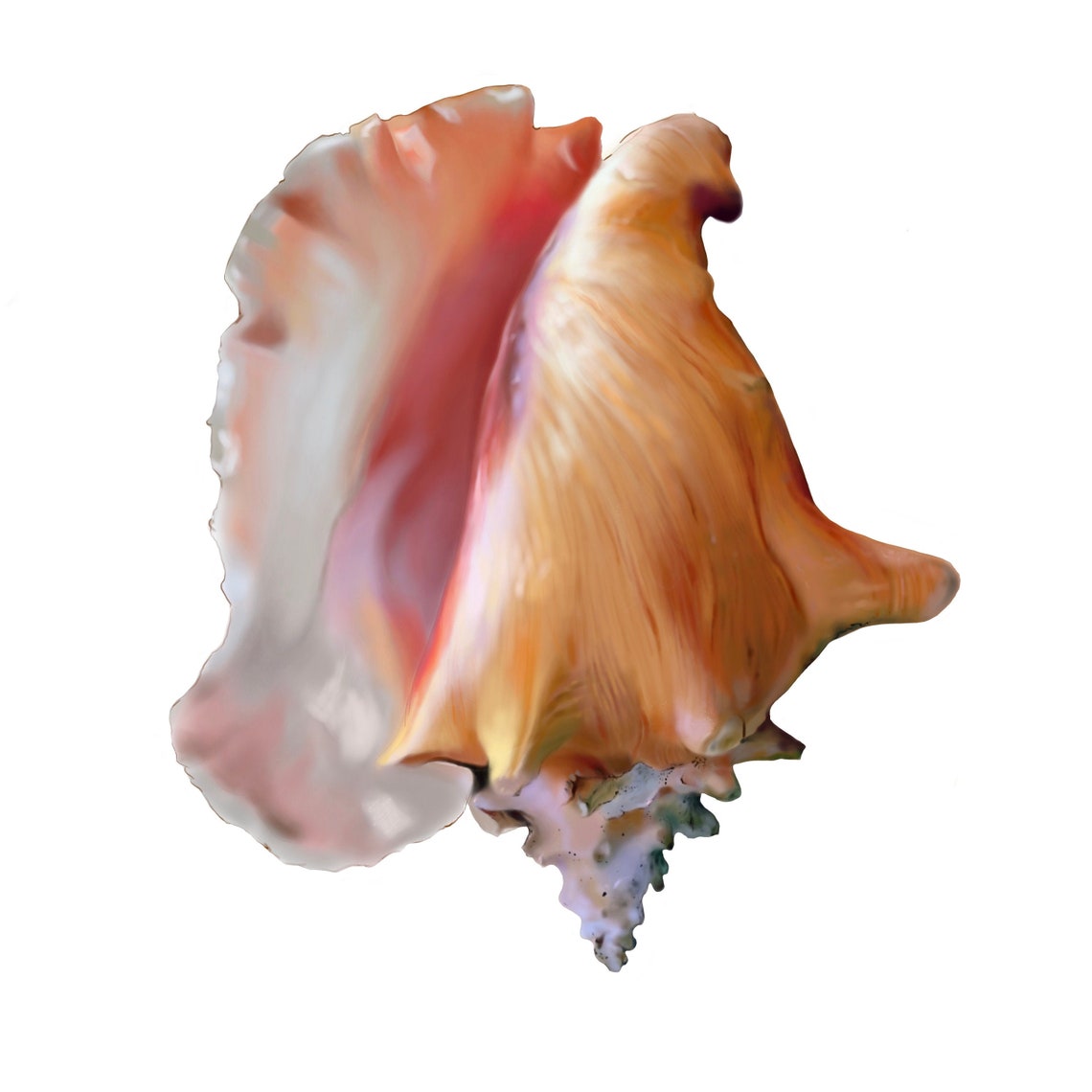 Conch Shell Digital Illustration Realistic Art Conch Shell - Etsy