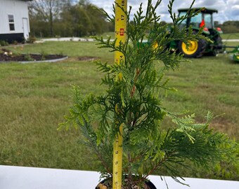 Thuja Green Giant Arborvitae 100 Evergreen Trees - Etsy