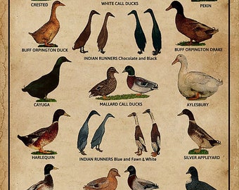 Breeds of Duck Poster - Etsy