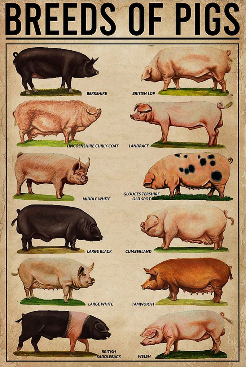 Types of Pig Poster Pigs Poster Breeds of Pigs Poster - Etsy