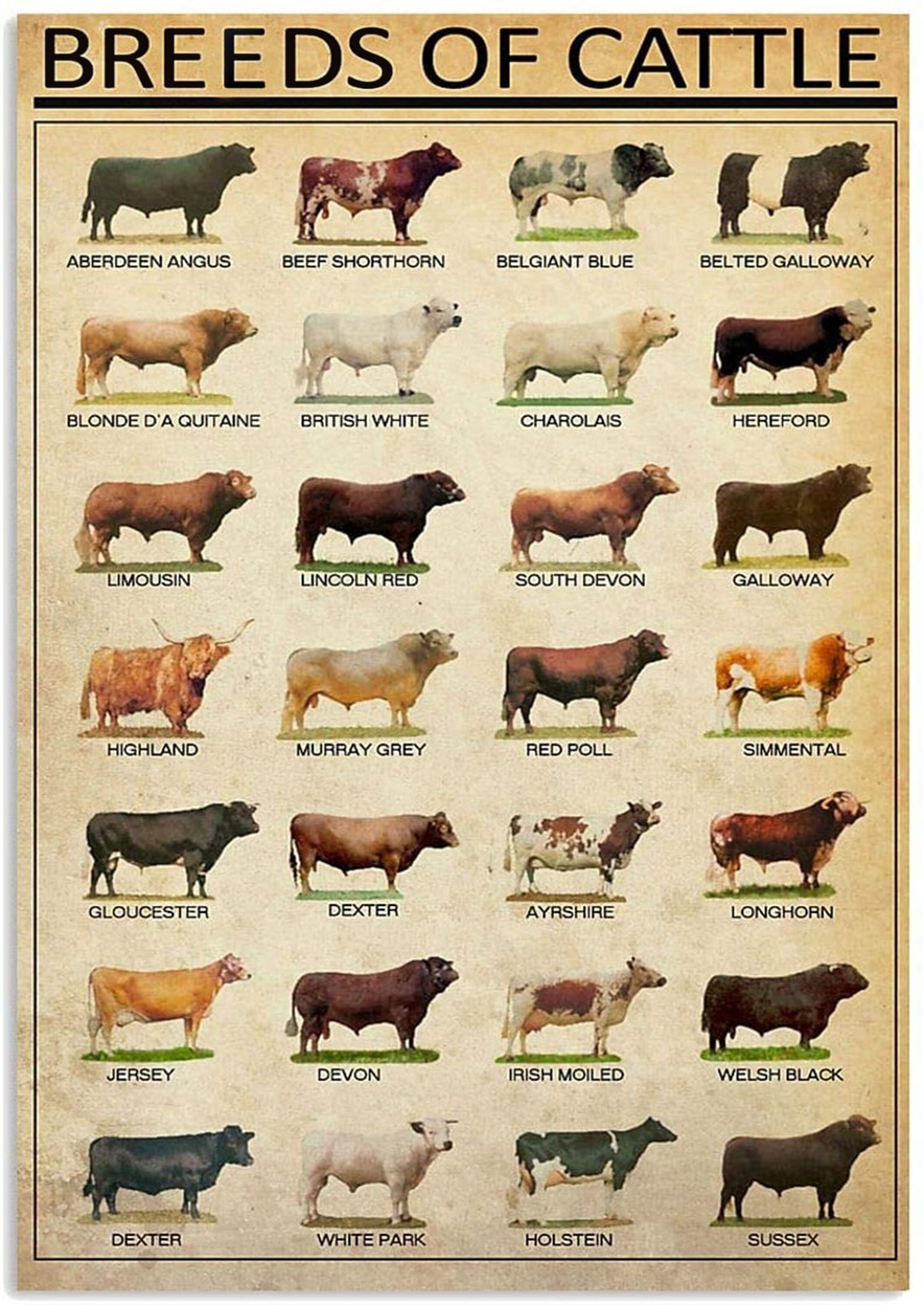 Cattle Breeds