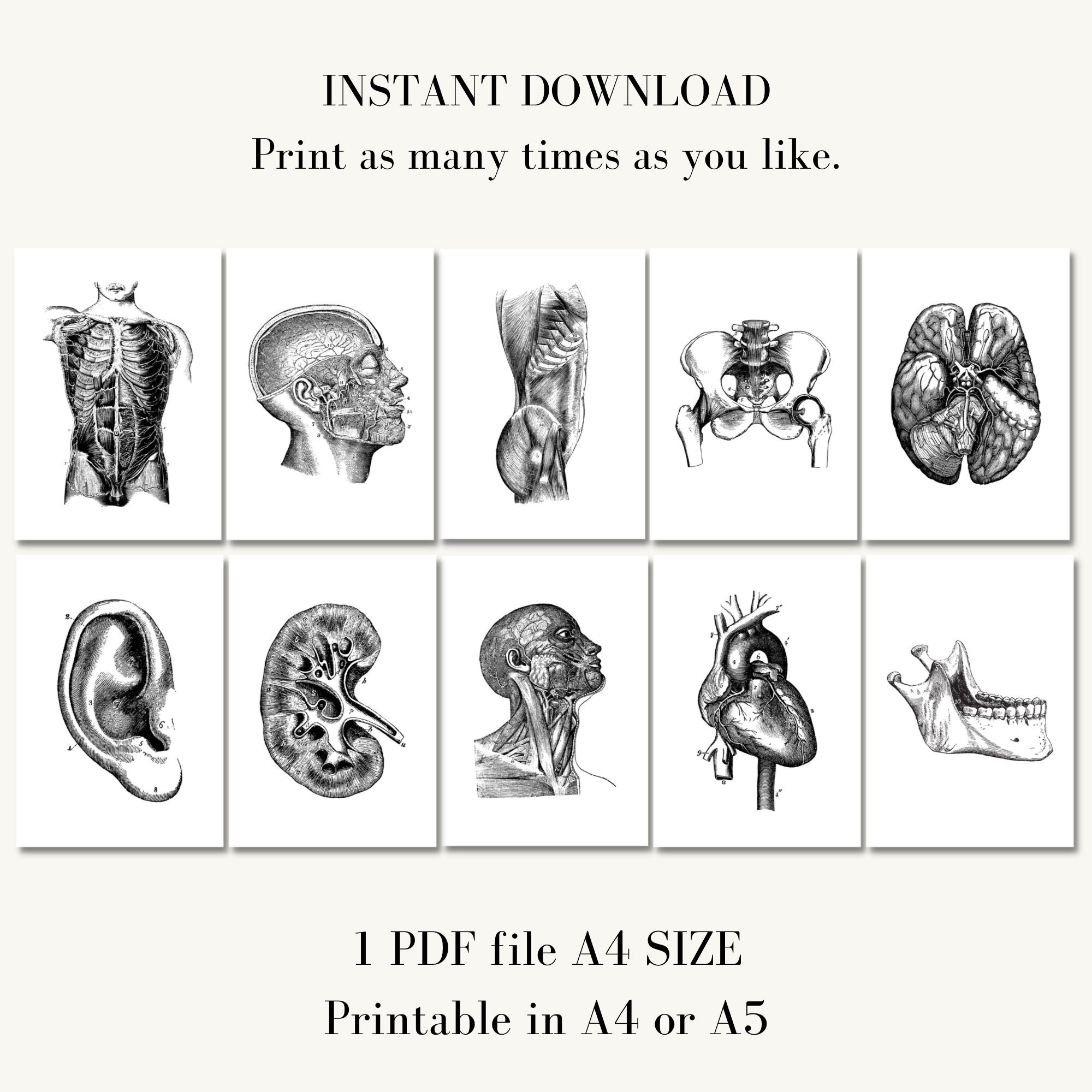 Human Vintage Anatomy Wall Art Print Set of 10 Digital Art - Etsy