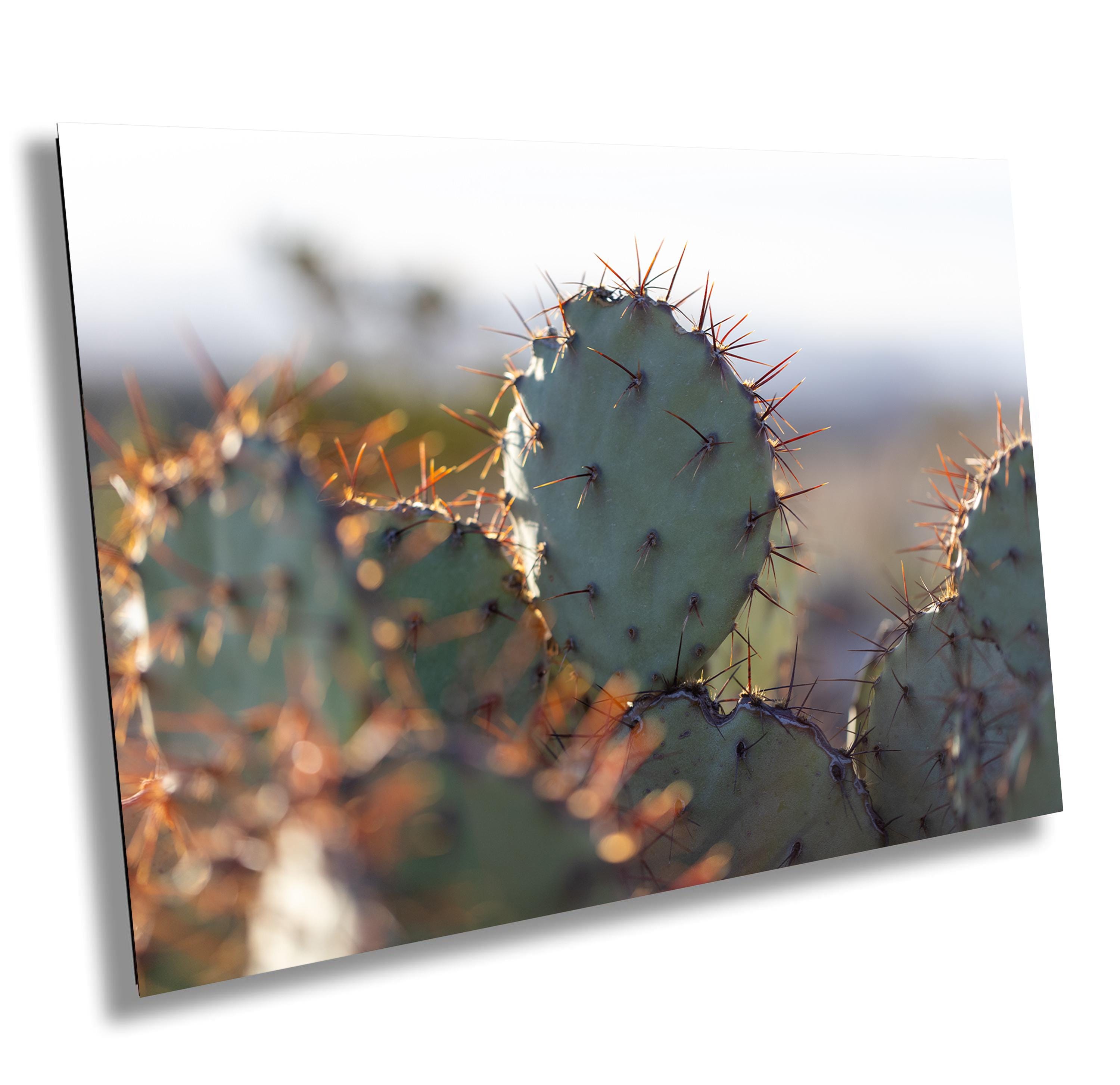 Prickly Pear Cactus Photograph | Desert Landscape Art | Rustic Texas ...
