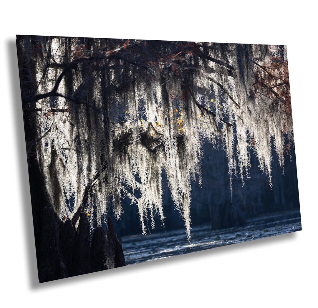 Caddo Lake Spanish Moss - Ethereal Cypress Tree Fine Art Photography ...