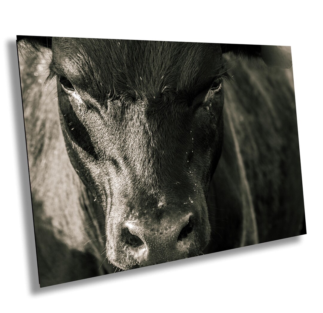 Cattle Wall Art | Black and White Rustic Farmhouse Photography Print ...