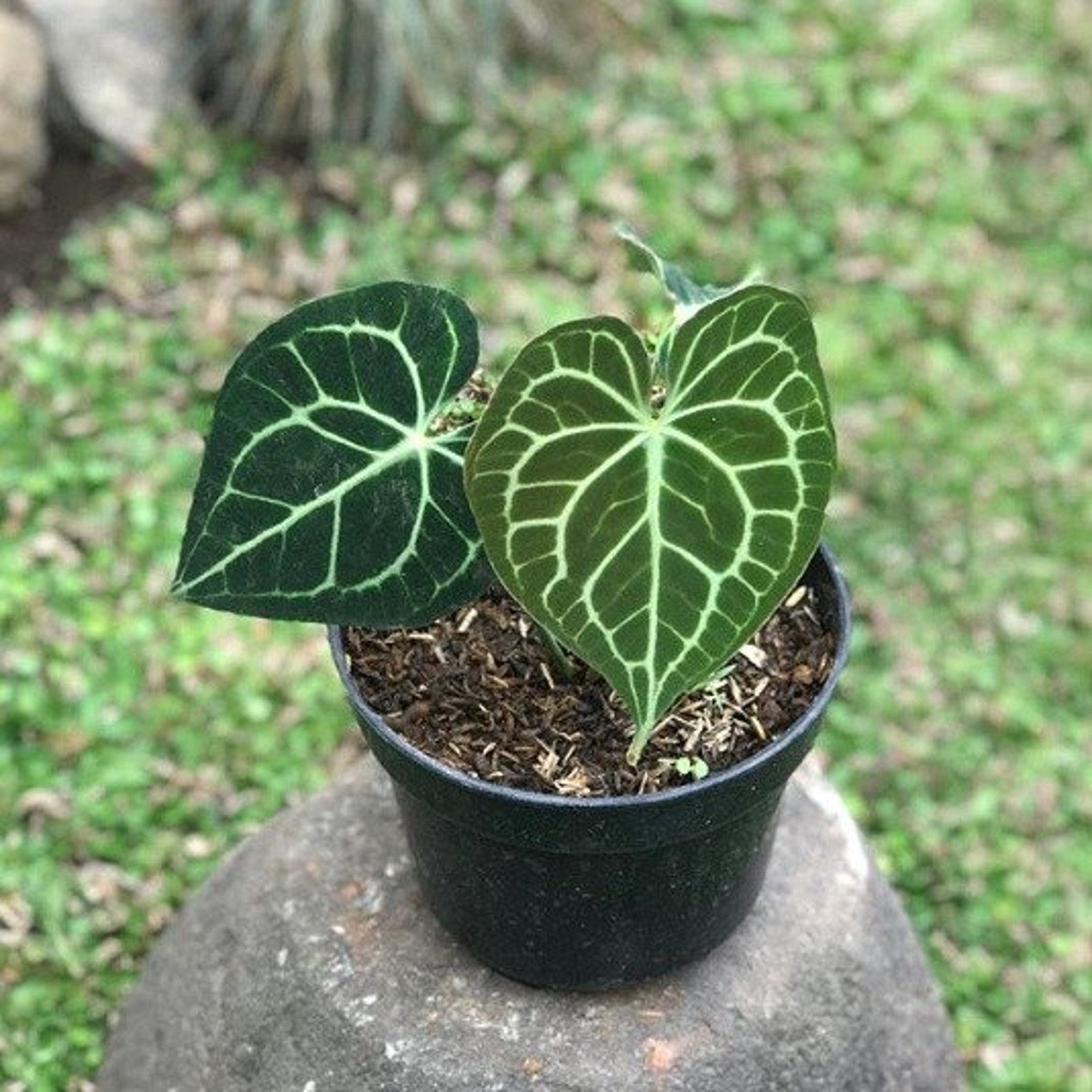 Anthurium Clarinervium Plant / Wholesale Price | Etsy