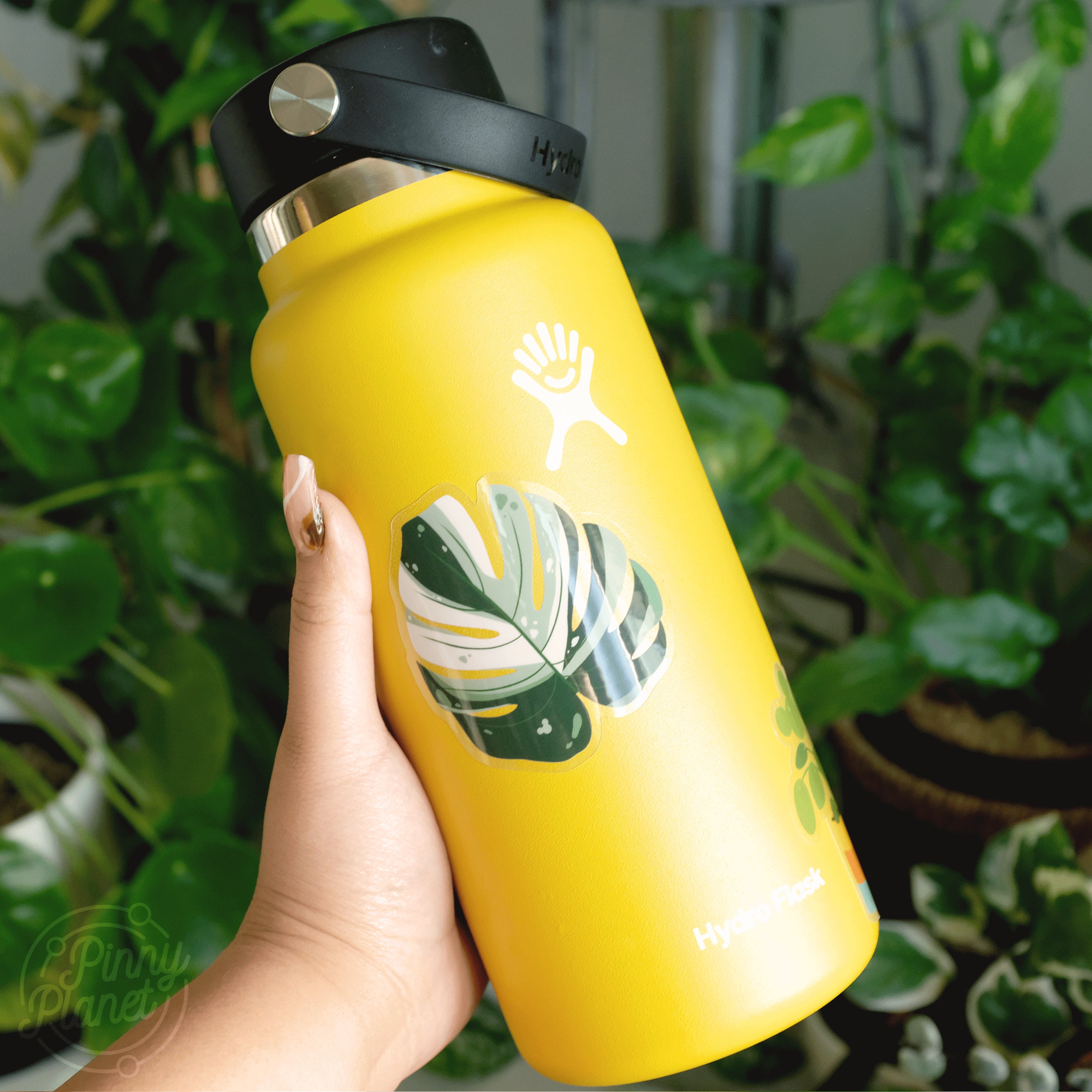 Variegated Monstera Plant Translucent Vinyl Sticker | Hidden Mickey ...