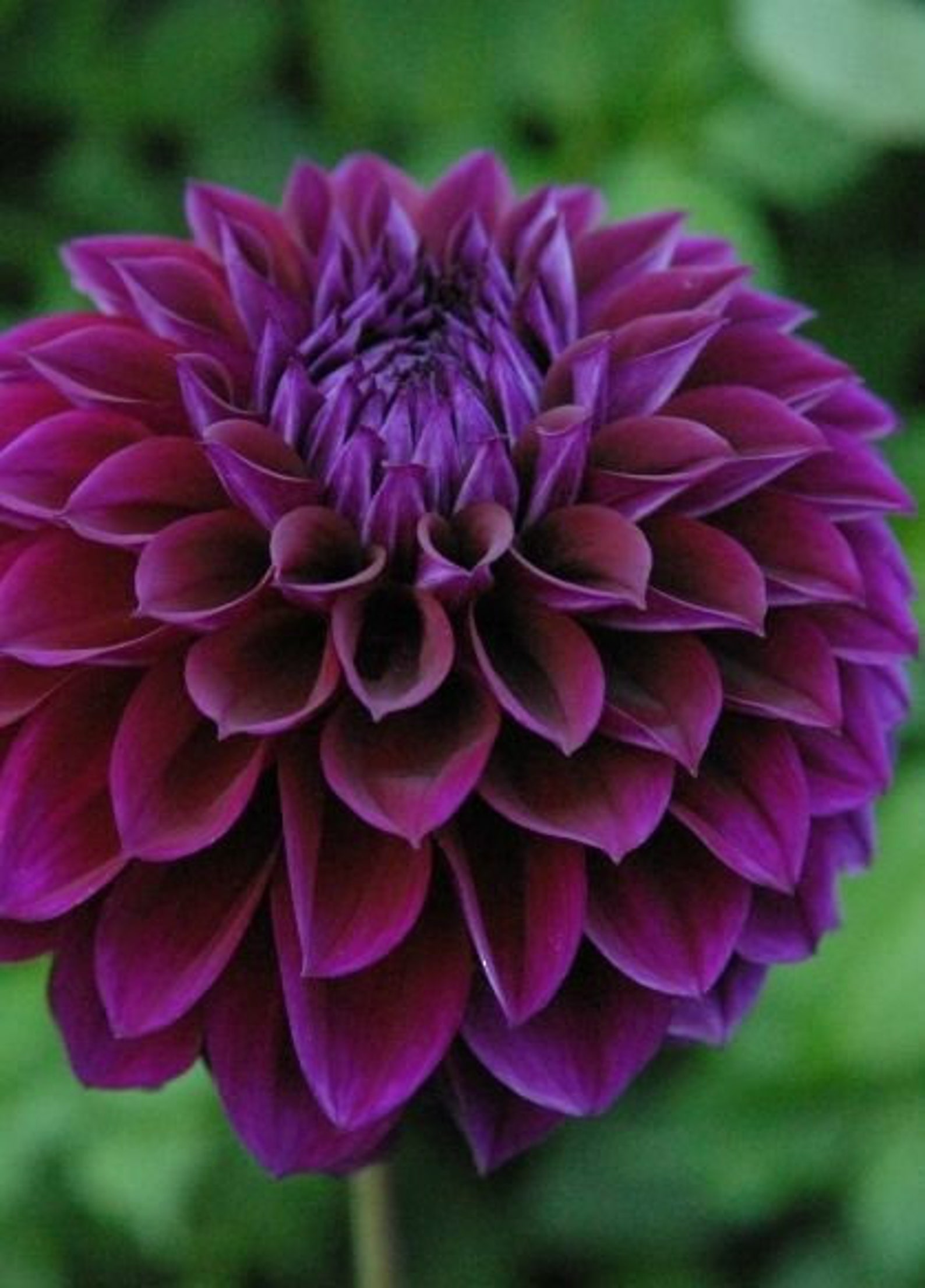 Rare Beautiful Alveolate Purple Dahlia Flower 50 Seeds | Etsy