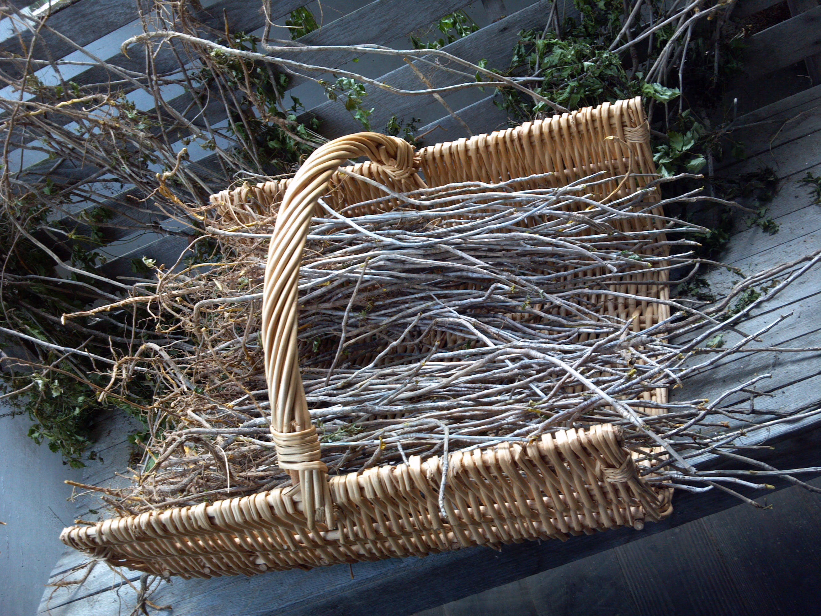 Yellowroot Bundles Dried Herb Xanthorhiza Simplicissima Natural ...