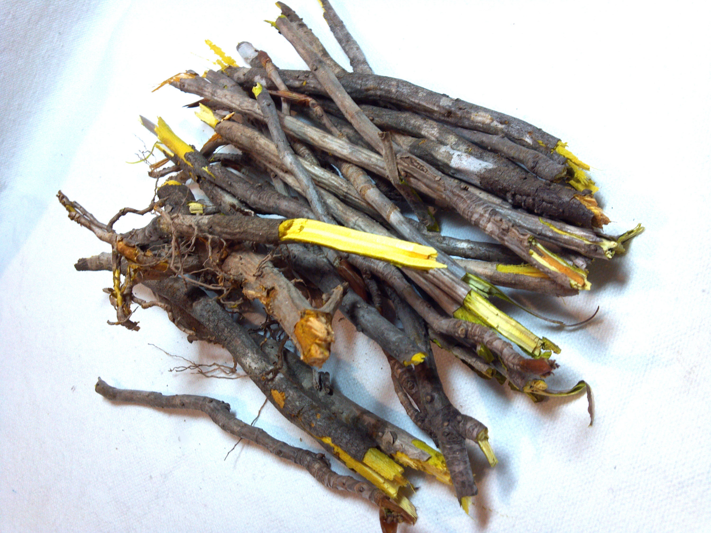 Yellowroot Bundles Dried Herb Xanthorhiza Simplicissima Natural ...