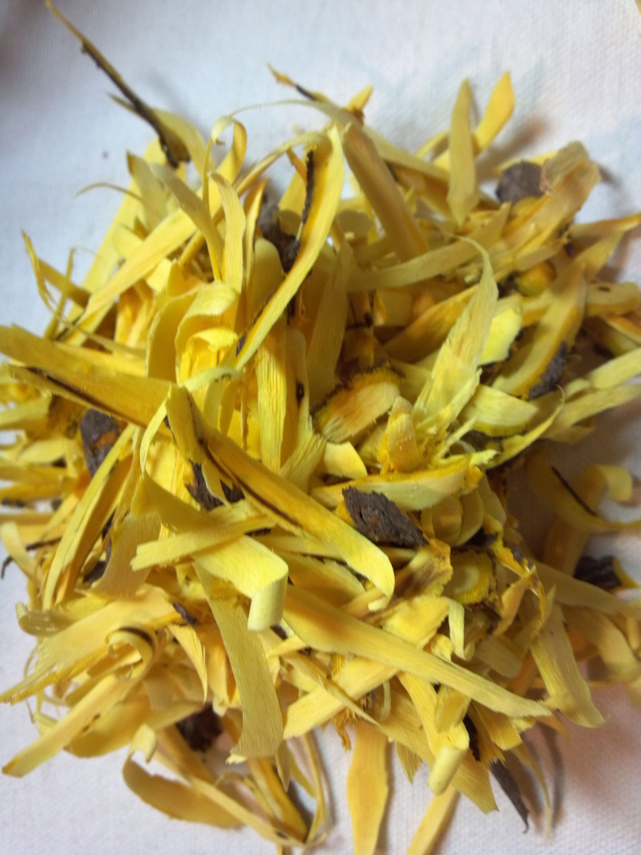 Yellowroot Dried Herb Natural Antibiotic, Chips From Large Granddaddy ...