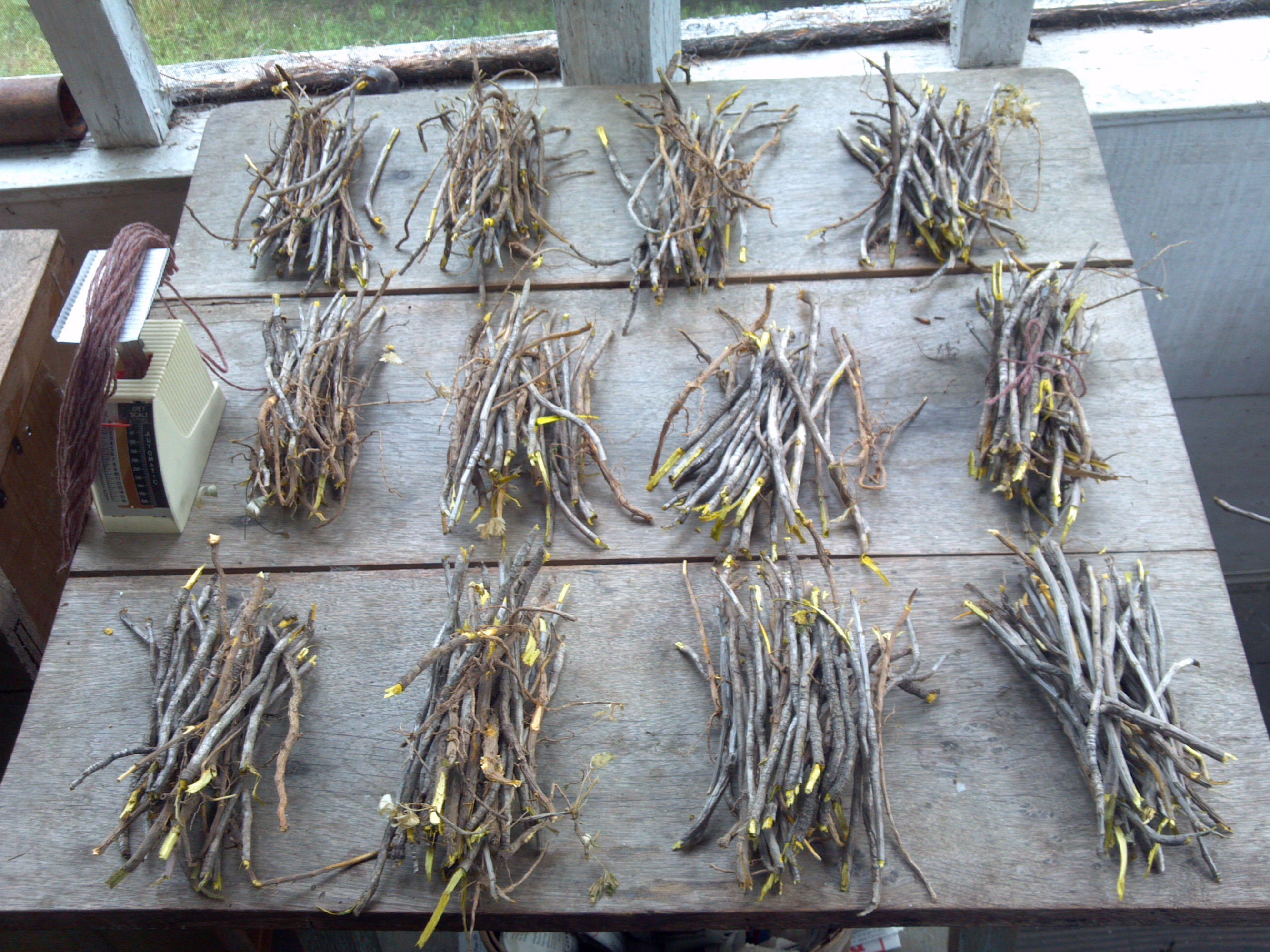 Yellowroot Bundles Dried Herb Xanthorhiza Simplicissima Natural ...